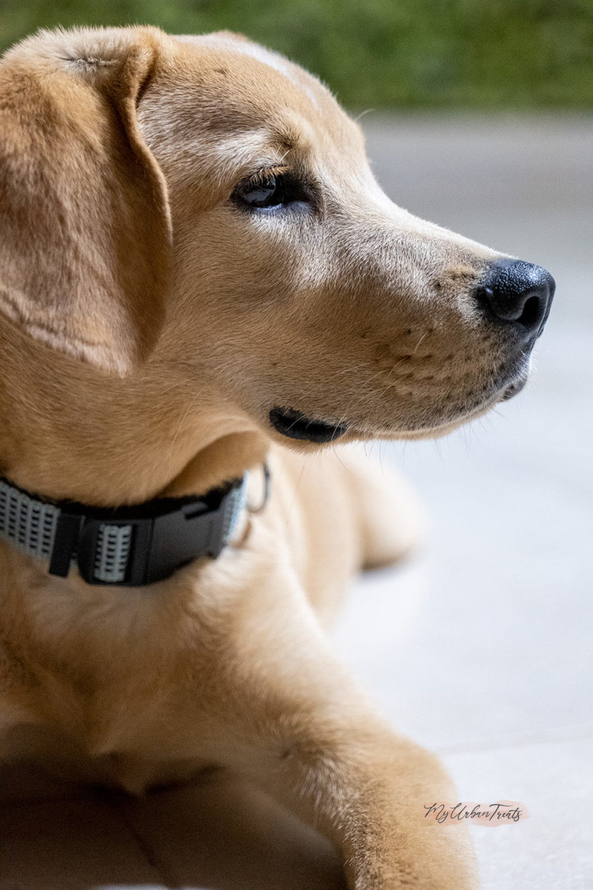 We recused a puppy, say hello to Dio | My Urban Treats