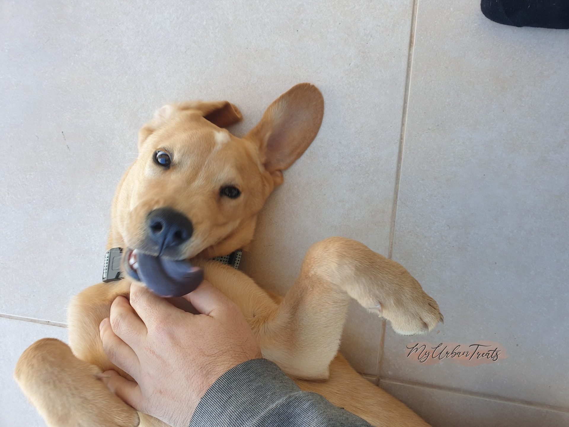 We recused a puppy, say hello to Dio | My Urban Treats